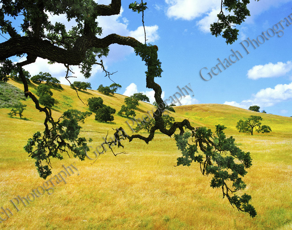 Live Oak Branch Wood – Gerlach Photography